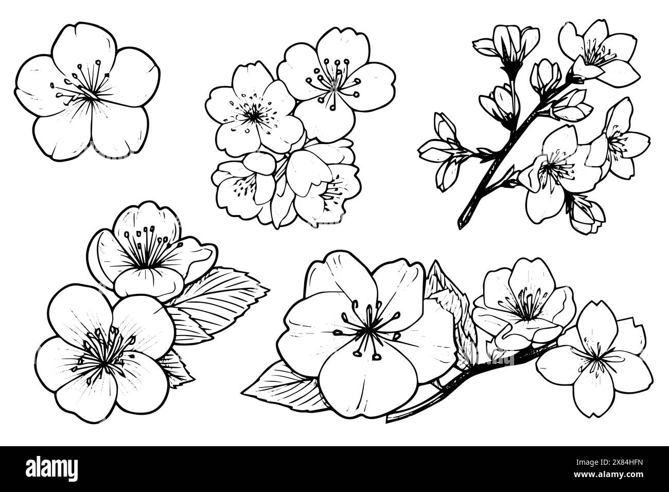 Elegant line art sakura Cut Out Stock Images & Pictures - Alamy