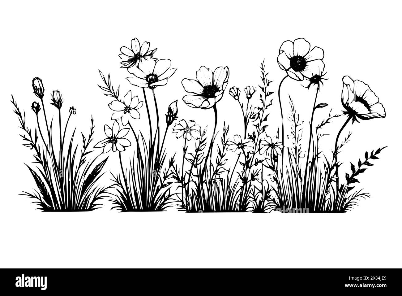 Hand drawn ink sketch of meadow wild flower landscape. Engraved style ...