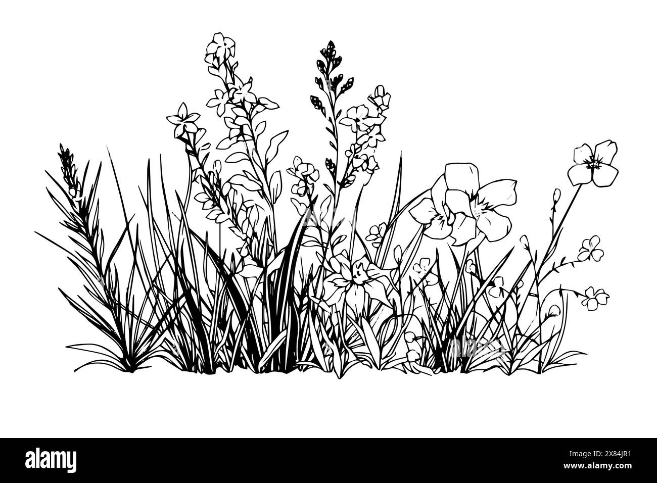 Hand drawn ink sketch of meadow wild flower landscape. Engraved style ...