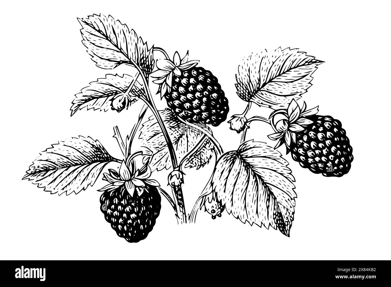 Blackberry fruit hand drawn ink sketch. Engraved style vector ...