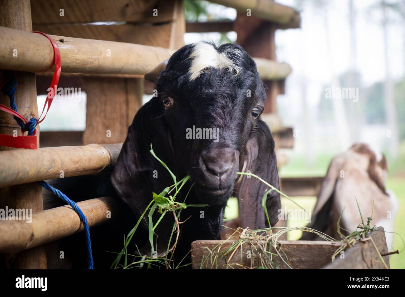 black male goat in a cage with a sharp gaze at the camera, Indonesian ...