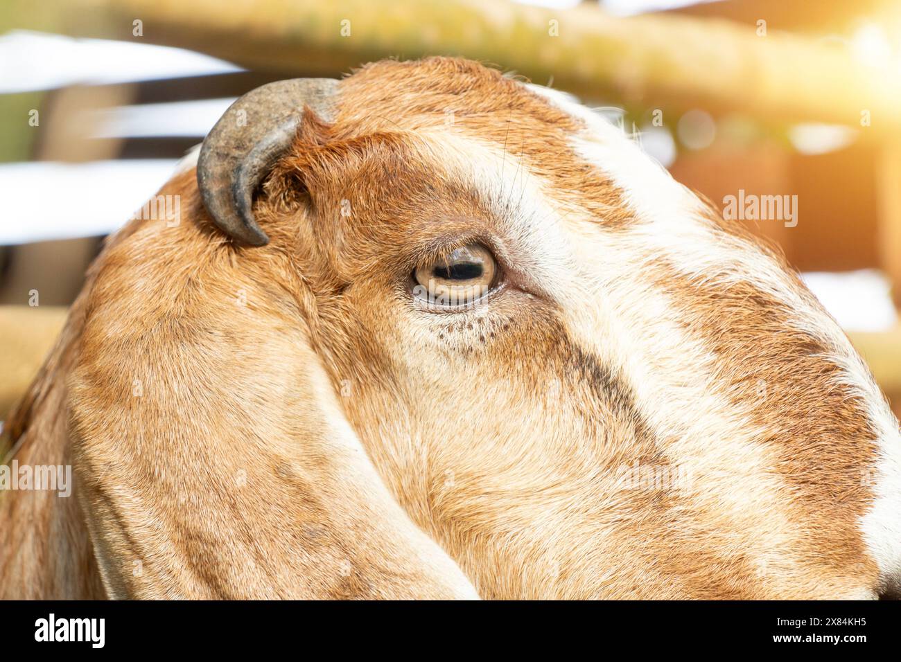 close up Side view of brown goat head, goat head detail. goat farmer ...