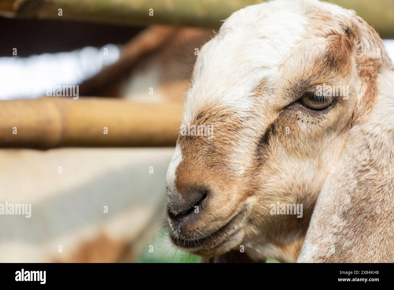negative space head of a young goat from a local Javanese Indonesian ...