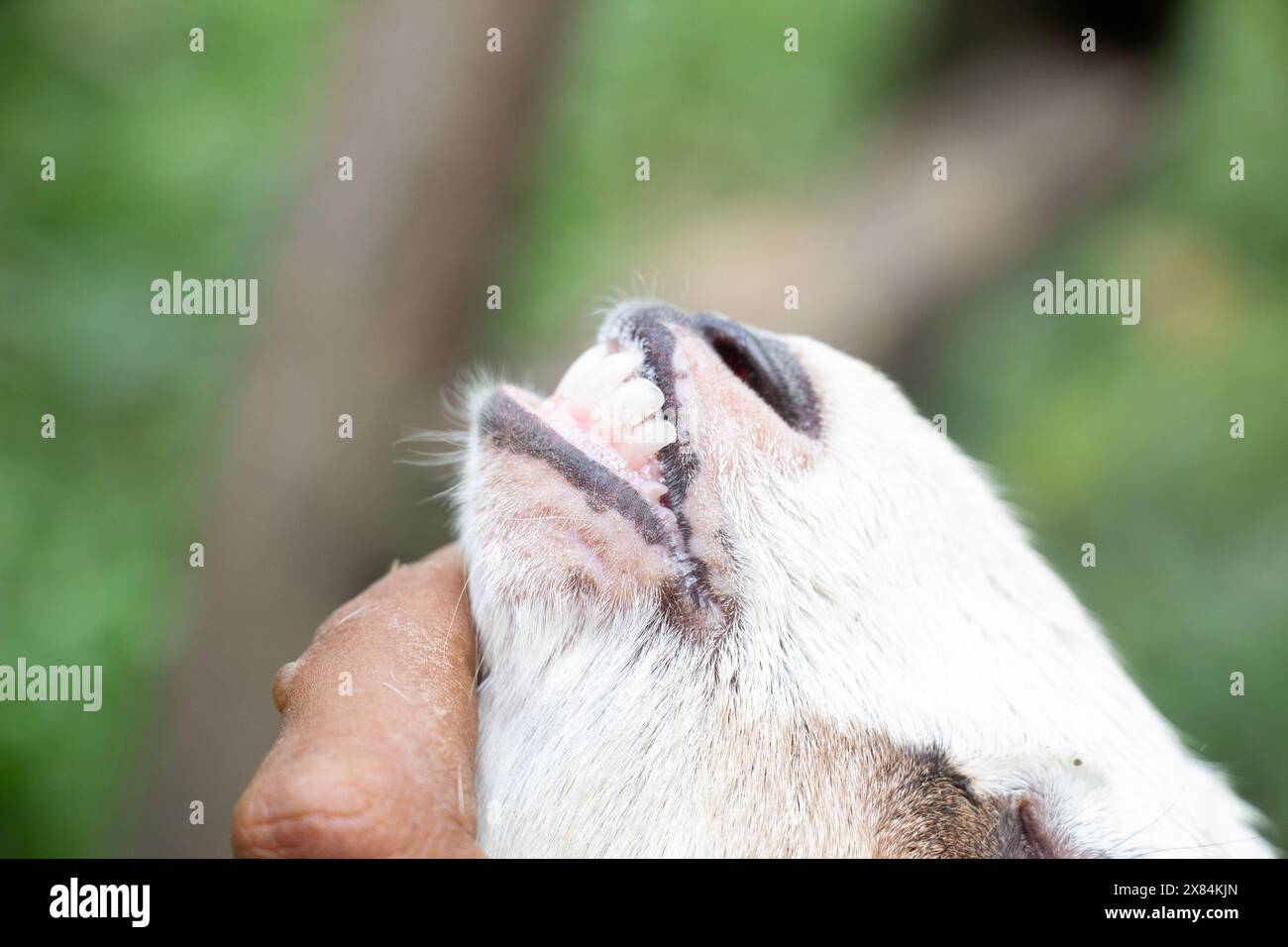 The farmer is checking the teeth of young goats to check the health of ...