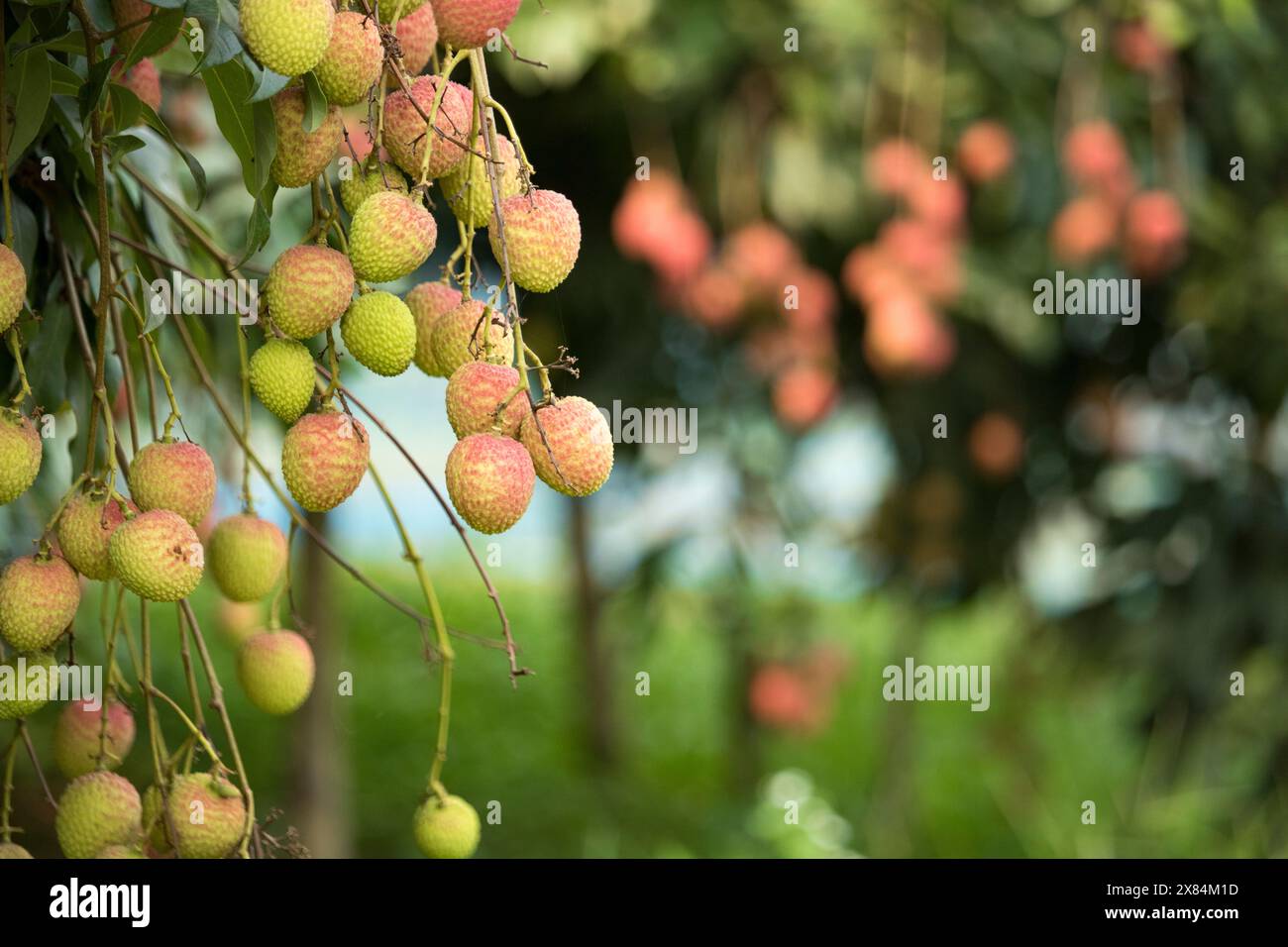 Fresh ripe lychee fruits hanging on lychee tree in plantation garden ...