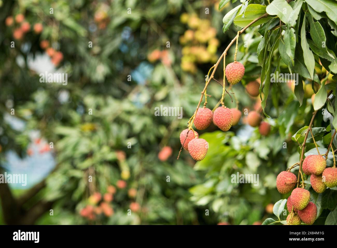 Fresh ripe lychee fruits hanging on lychee tree in plantation garden ...