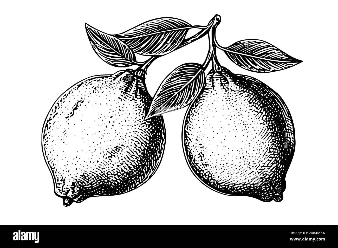 Hand drawn ink sketch vector illustration of lemon. Citrus in engraving style vector ...