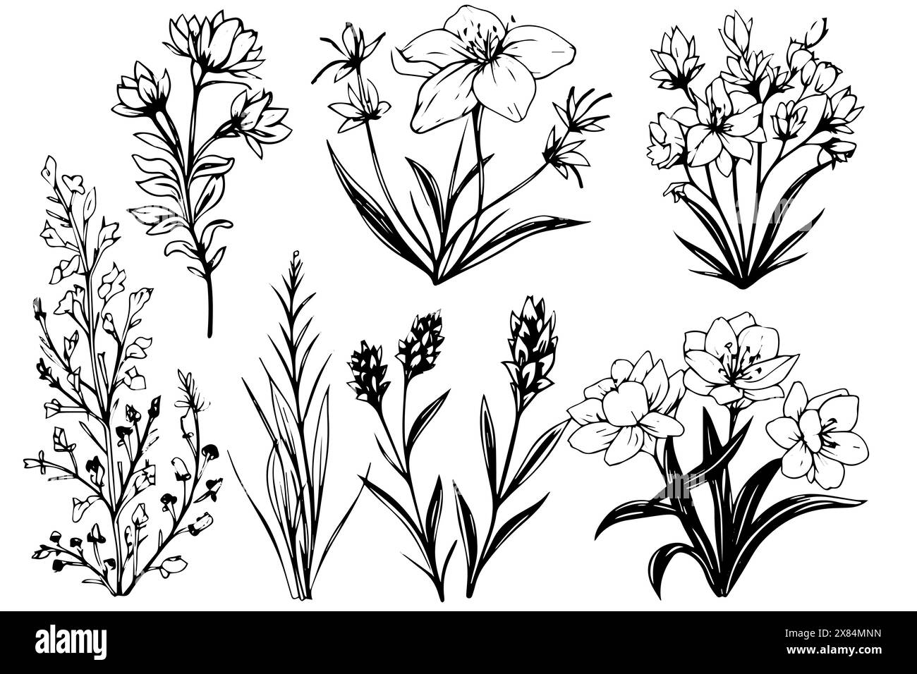 Hand drawn ink sketch of meadow wild flower set. Engraved style vector ...