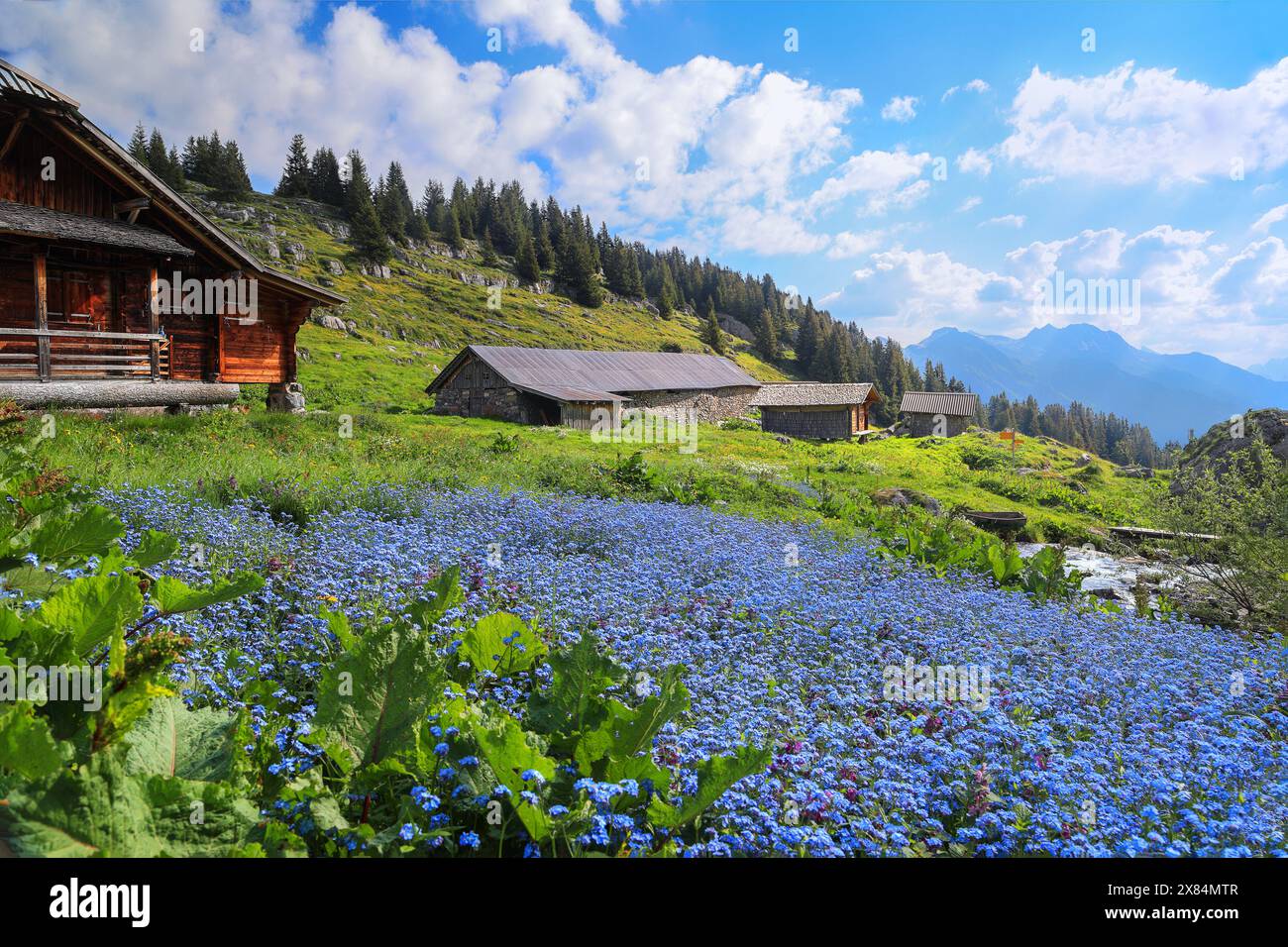 Lush flora diversity on the Alps mountain in summer with a large patch ...