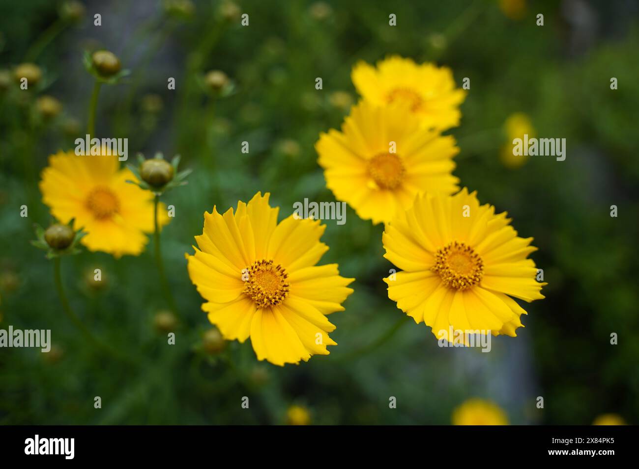 Field coreopsis tickseed wildflowers hi-res stock photography and ...