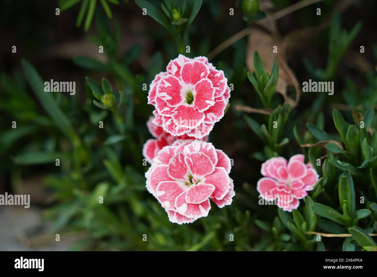 Carnation white red dianthus caryophyllus hi-res stock photography and ...