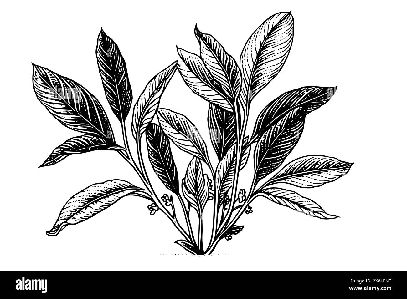 Vintage Mint Leaf Vector Sketch: Botanical Illustration of Peppermint ...