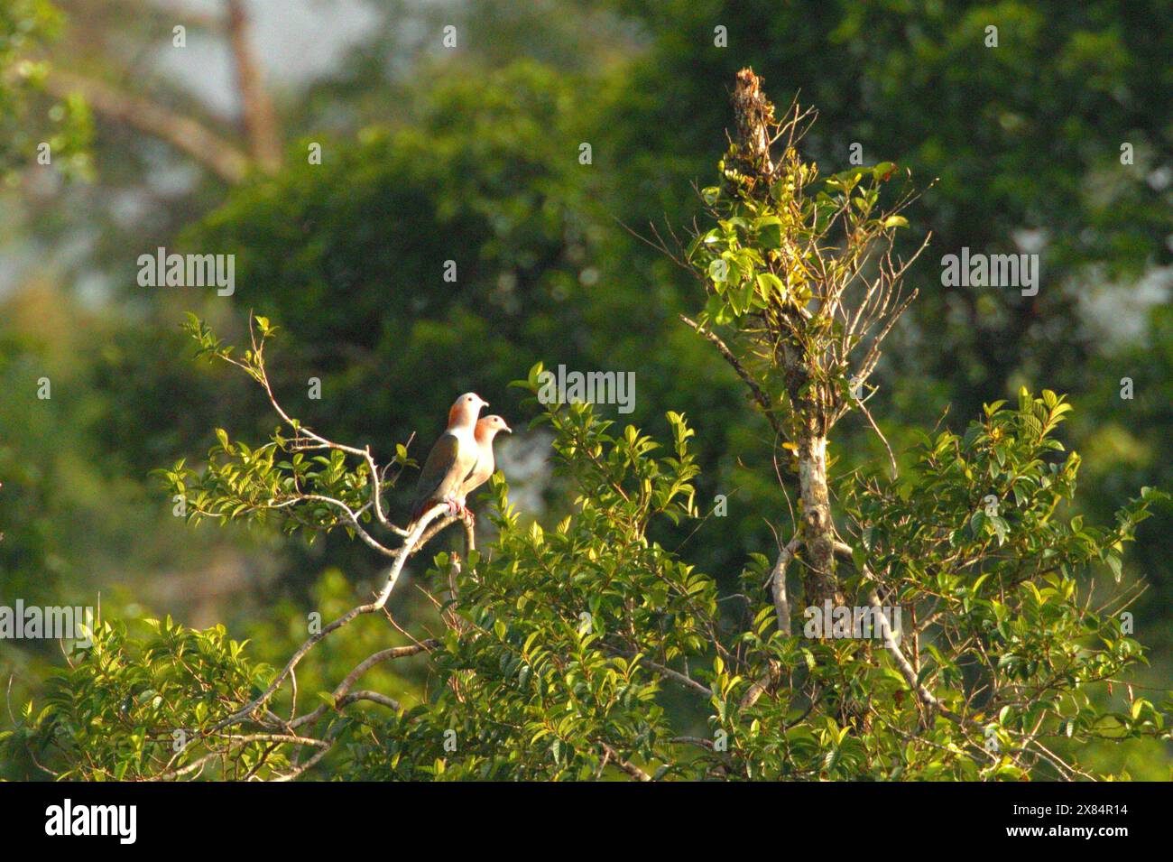 A pair of green imperial pigeon (Ducula aenea) on a tree-top near Mount ...