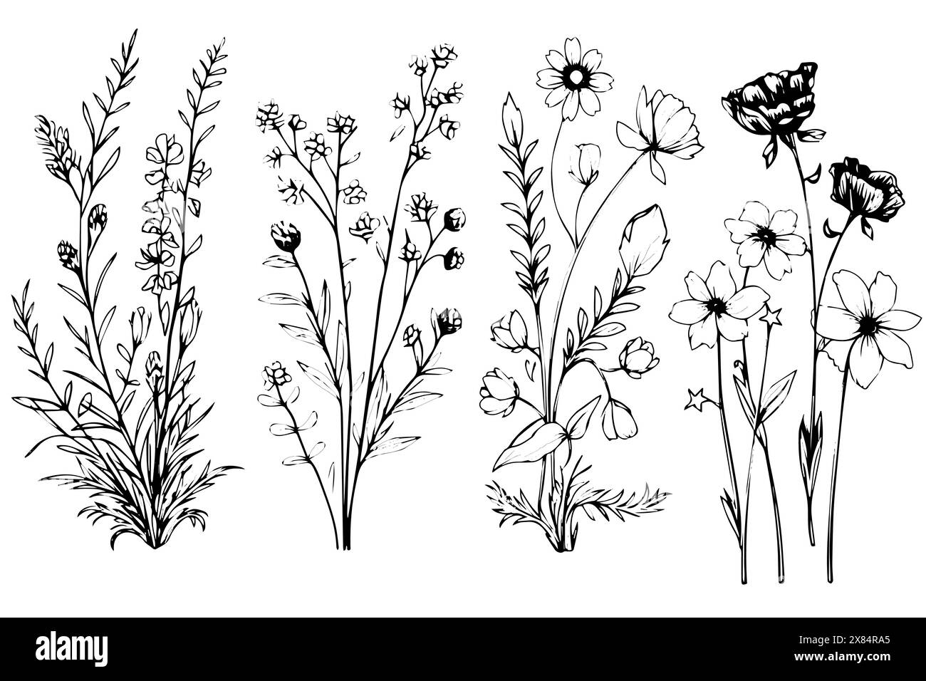 Hand drawn ink sketch of meadow wild flower set. Engraved style vector ...