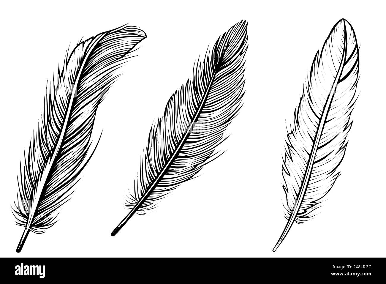 Set of feather engraved in sketch style isolated on white background ...