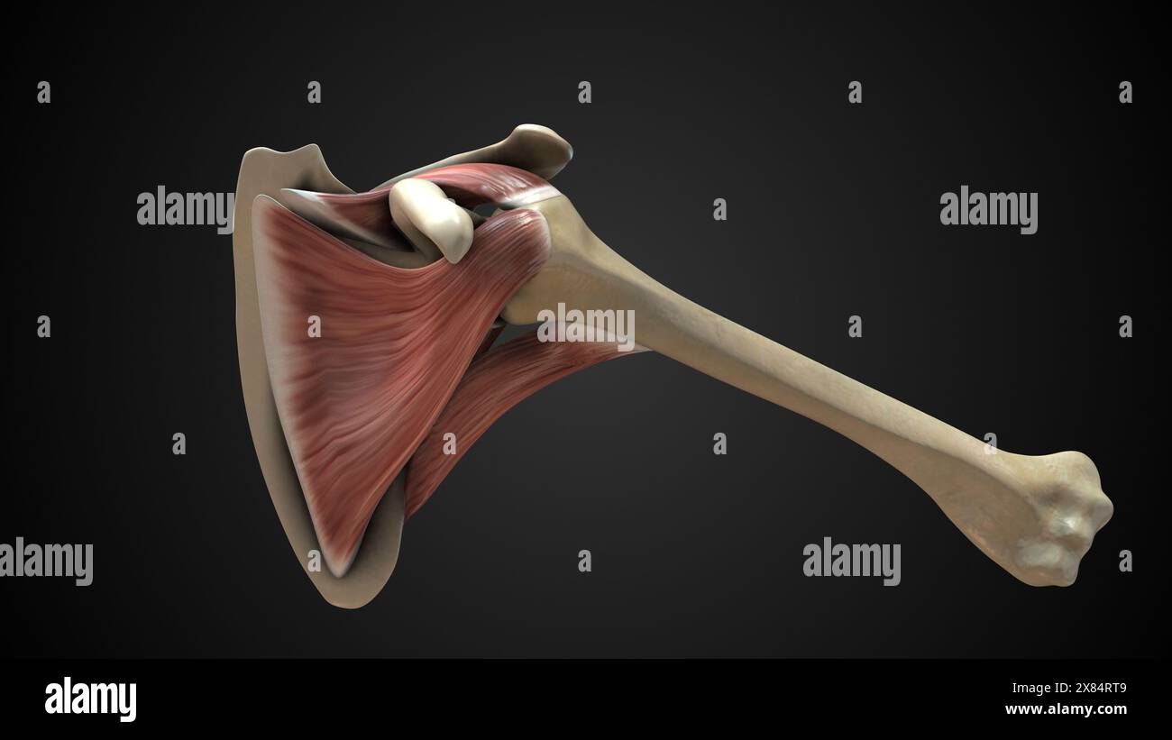 Shoulder joint anatomy hi-res stock photography and images - Alamy