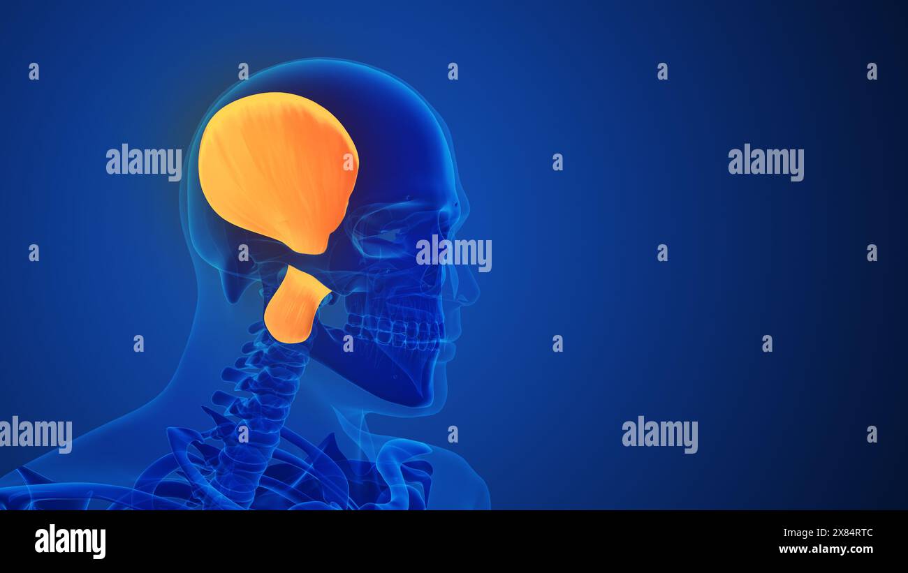 Human Body Muscular System Jaw Muscles Stock Photo - Alamy