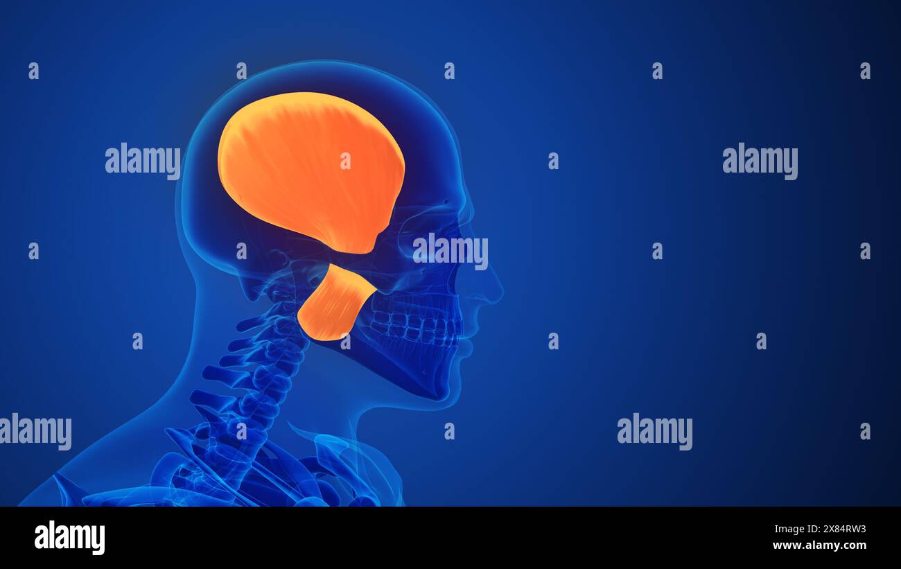 Muscular system back hi-res stock photography and images - Alamy