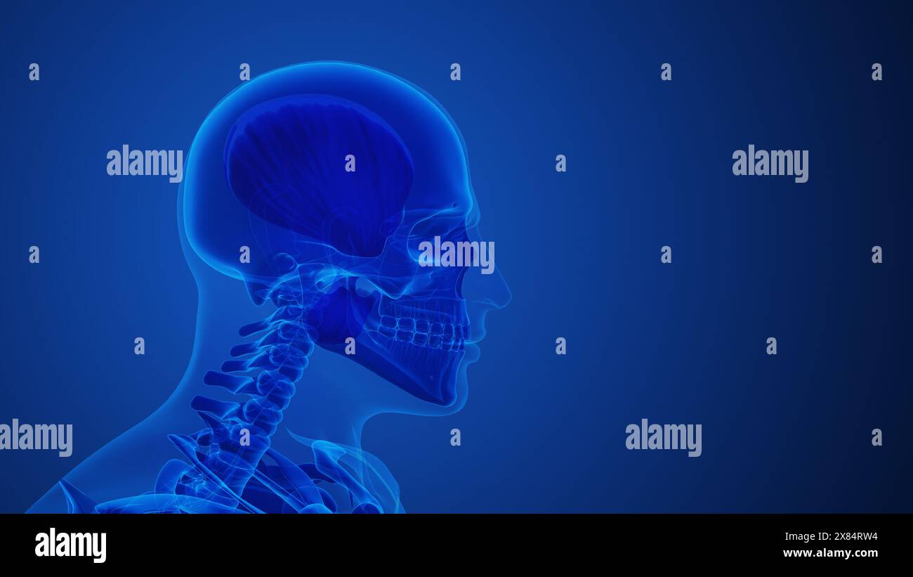 Human Body Muscular System Jaw Muscles Stock Photo - Alamy