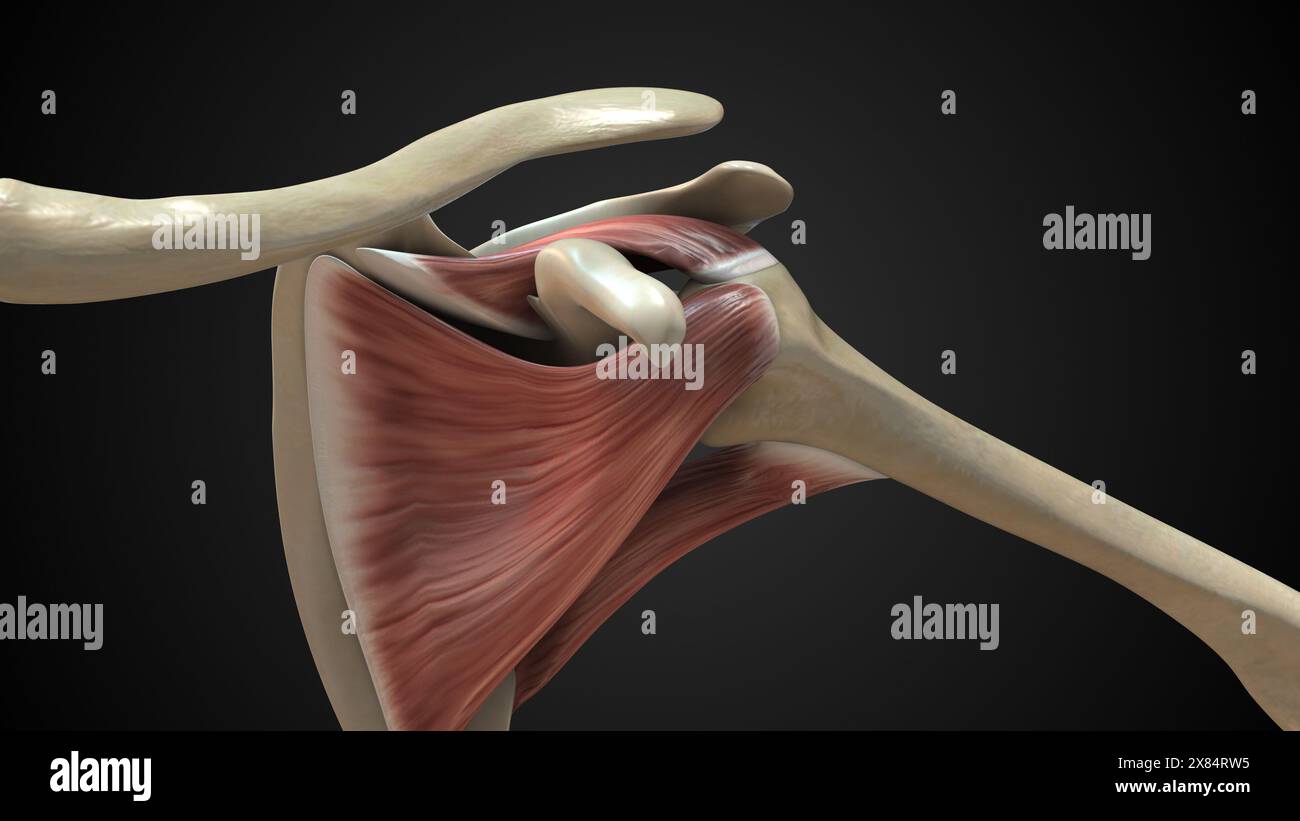 Human anterior shoulder bone and muscles Stock Photo - Alamy