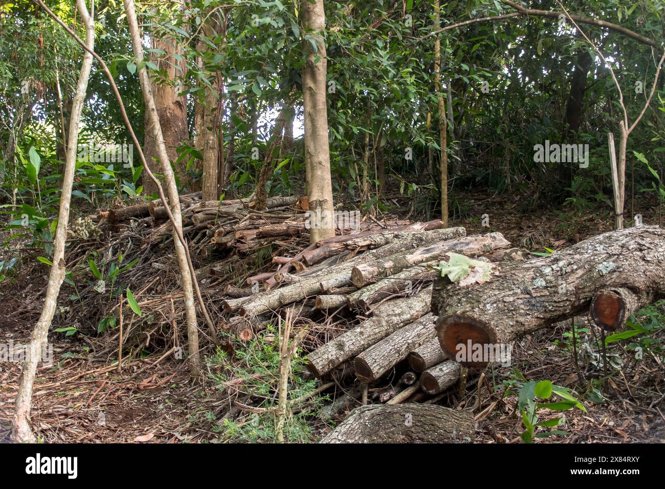 Stacks of sawn logs, piled in subtropical rainforest , cleared after freak storm on Christmas ...