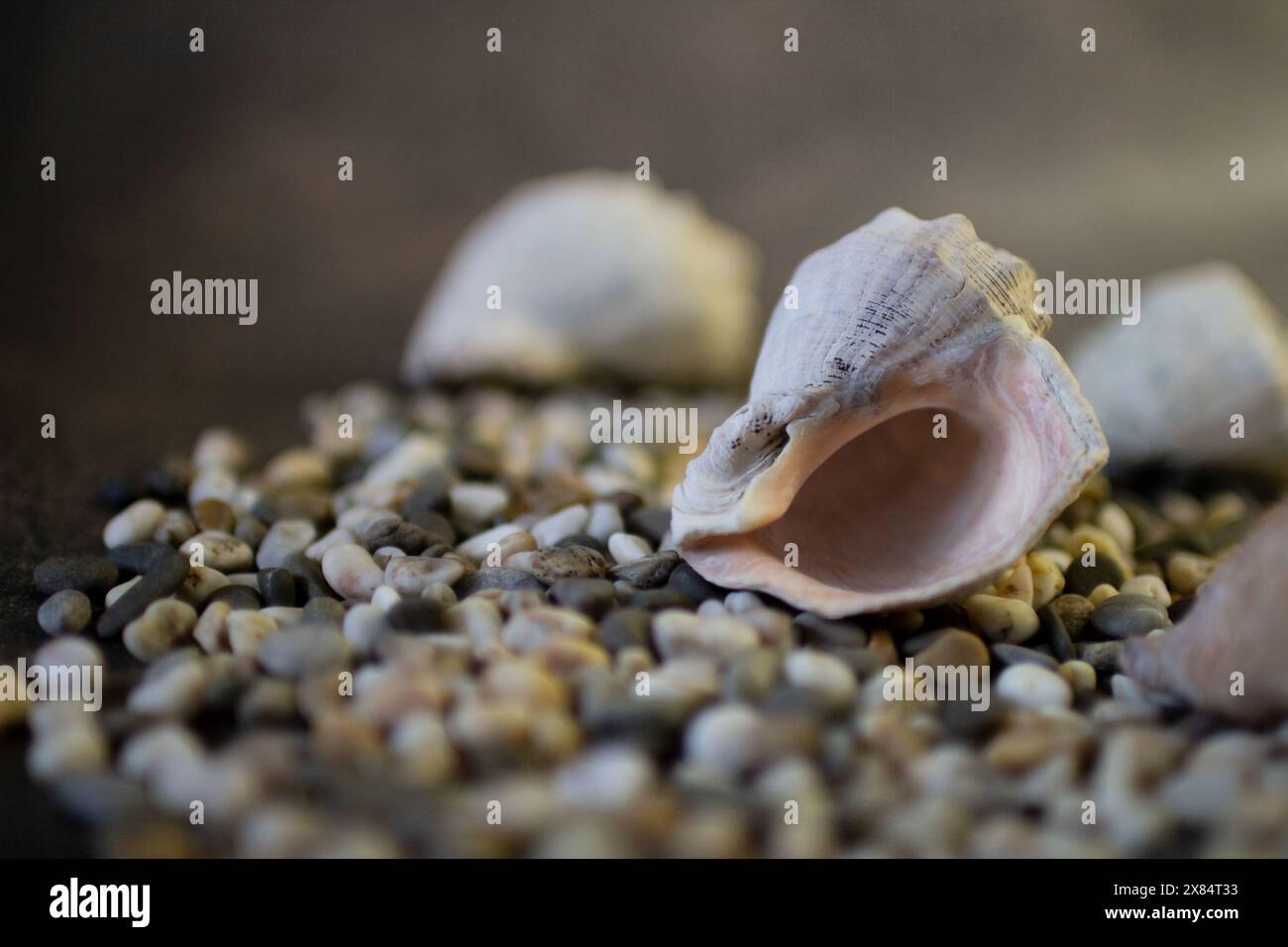 Black sea rapan shells hi-res stock photography and images - Alamy
