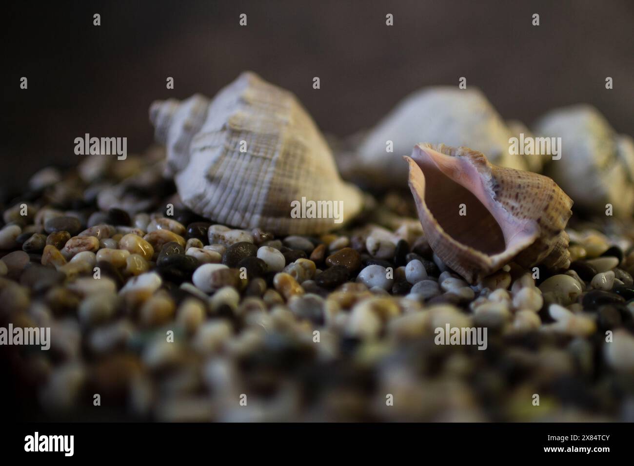 Black Sea rapan shells on pebbles Stock Photo - Alamy