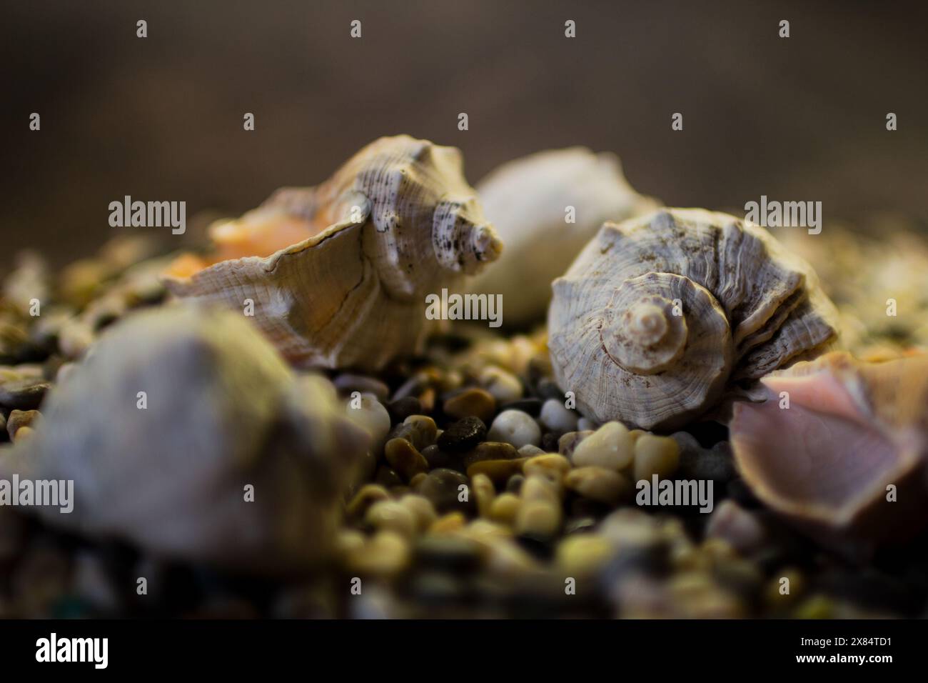 Black Sea rapan shells on pebbles Stock Photo - Alamy