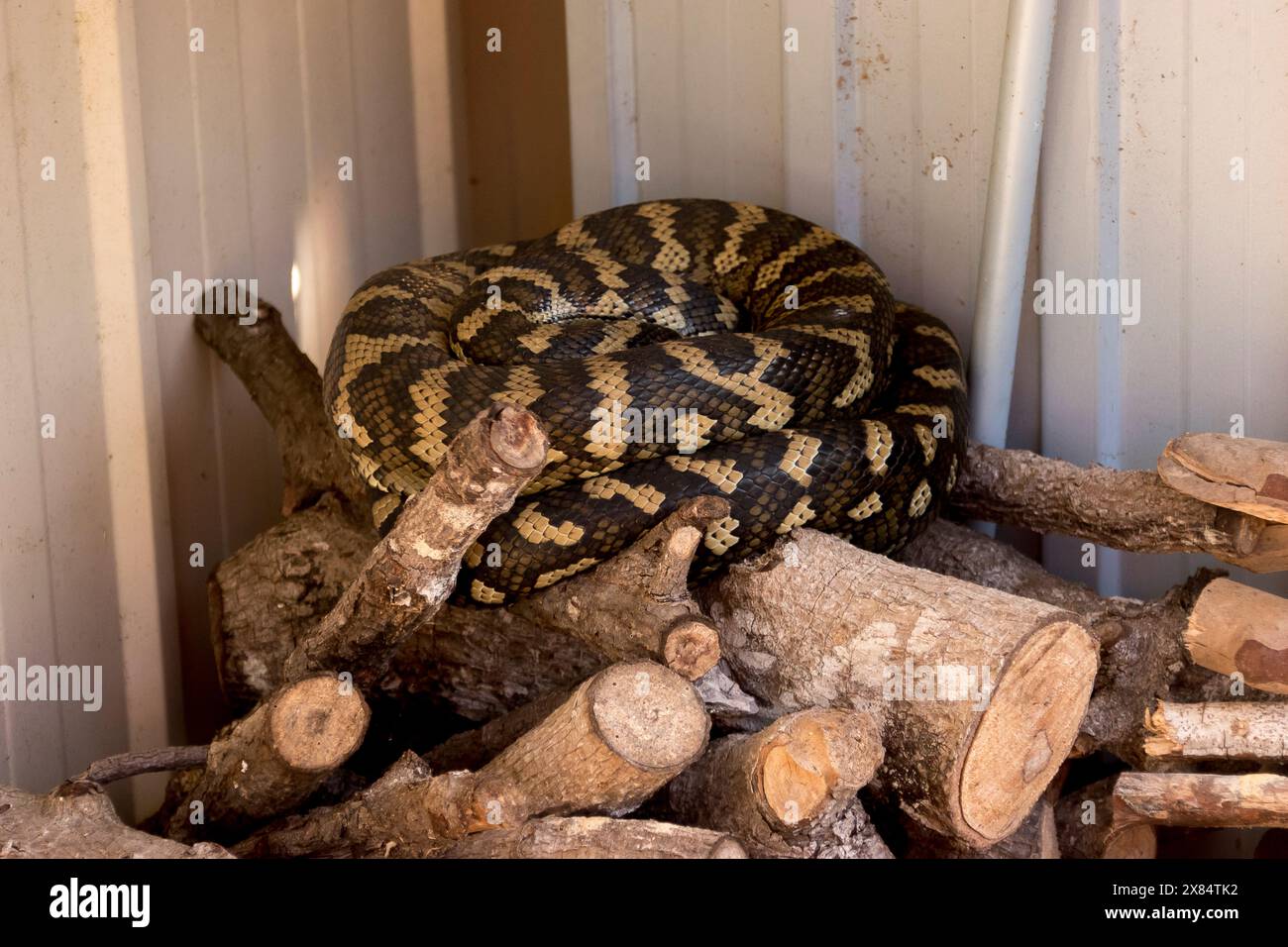 Australian carpet python, Morelia spilota, coiled on top of wood pile ...