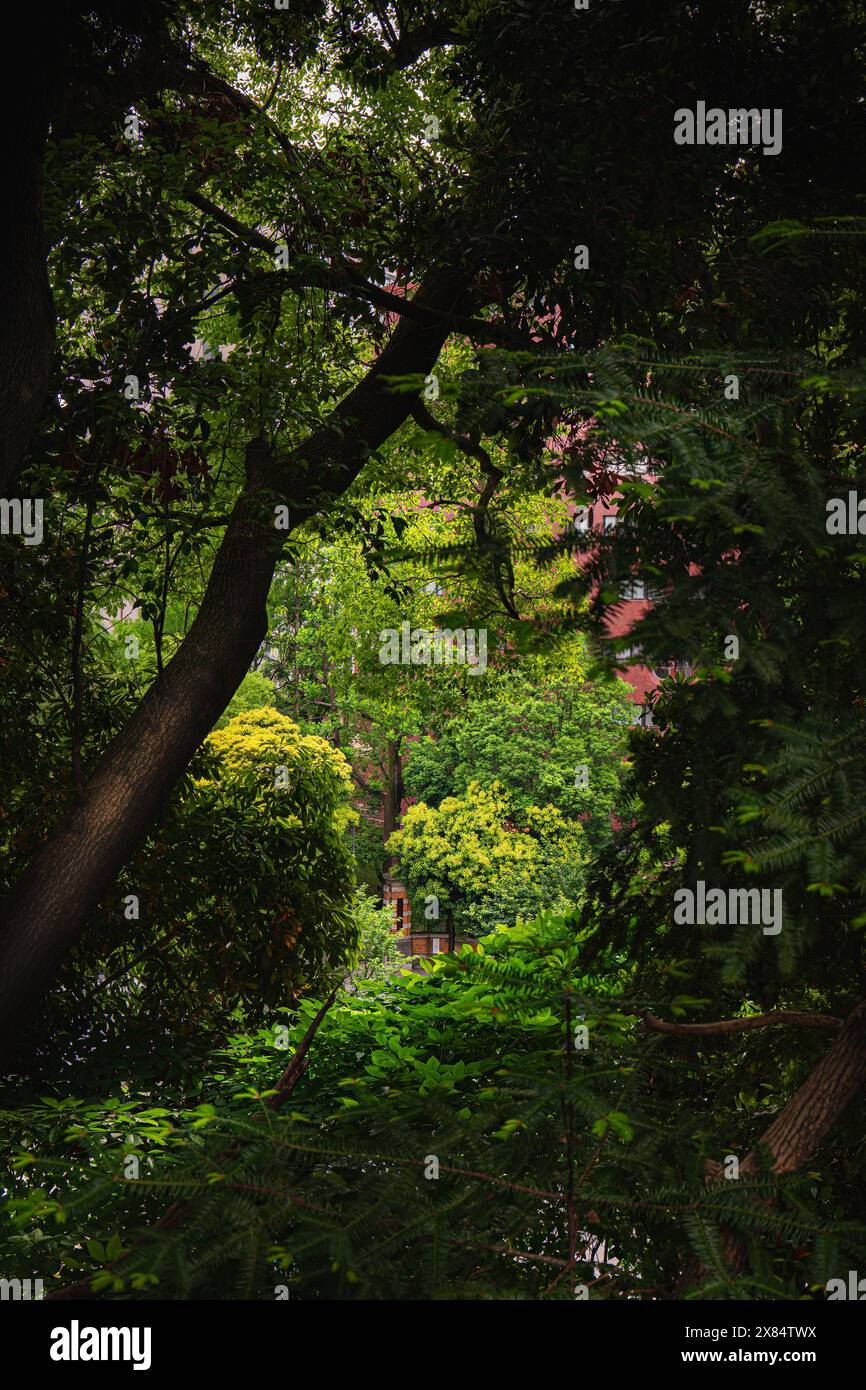 a peek through dense trees Stock Photo - Alamy