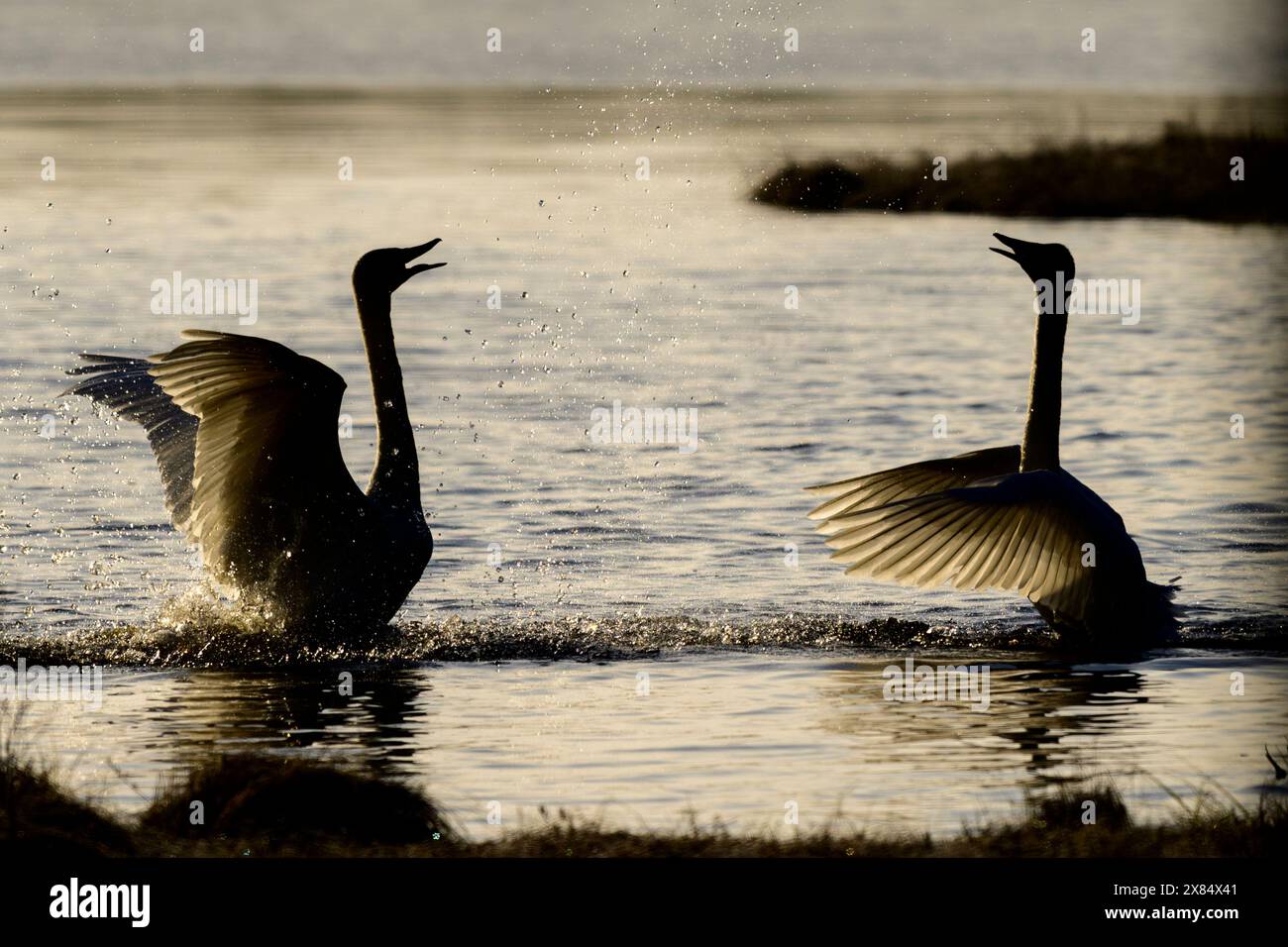 Displaying and dancing Whooper Swans with splashing water droplets ...