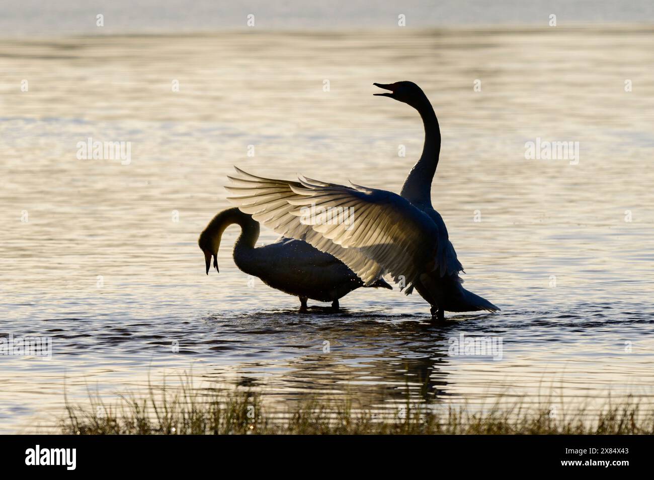 Displaying and dancing Whooper Swans with splashing water droplets ...