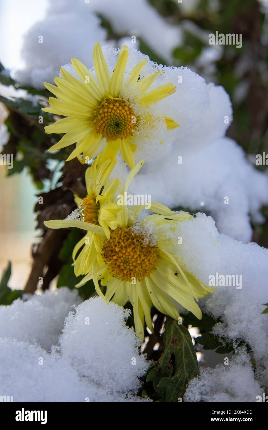 Chrysanthemum under snow. Flowers in the winter garden Stock Photo - Alamy