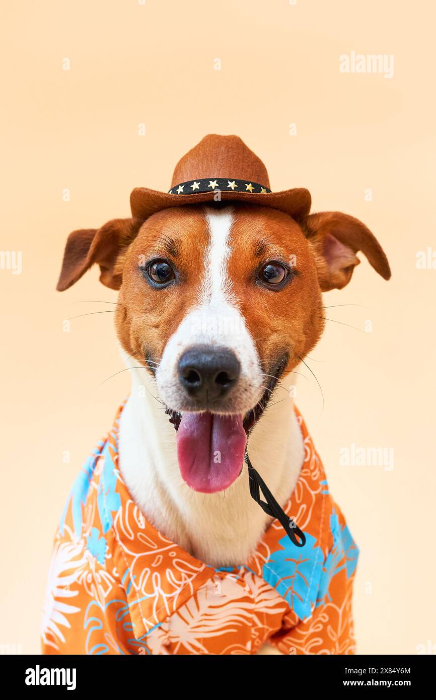 Cute and funny dog of the Jack Russell terrier breed in a cowboy hat ...