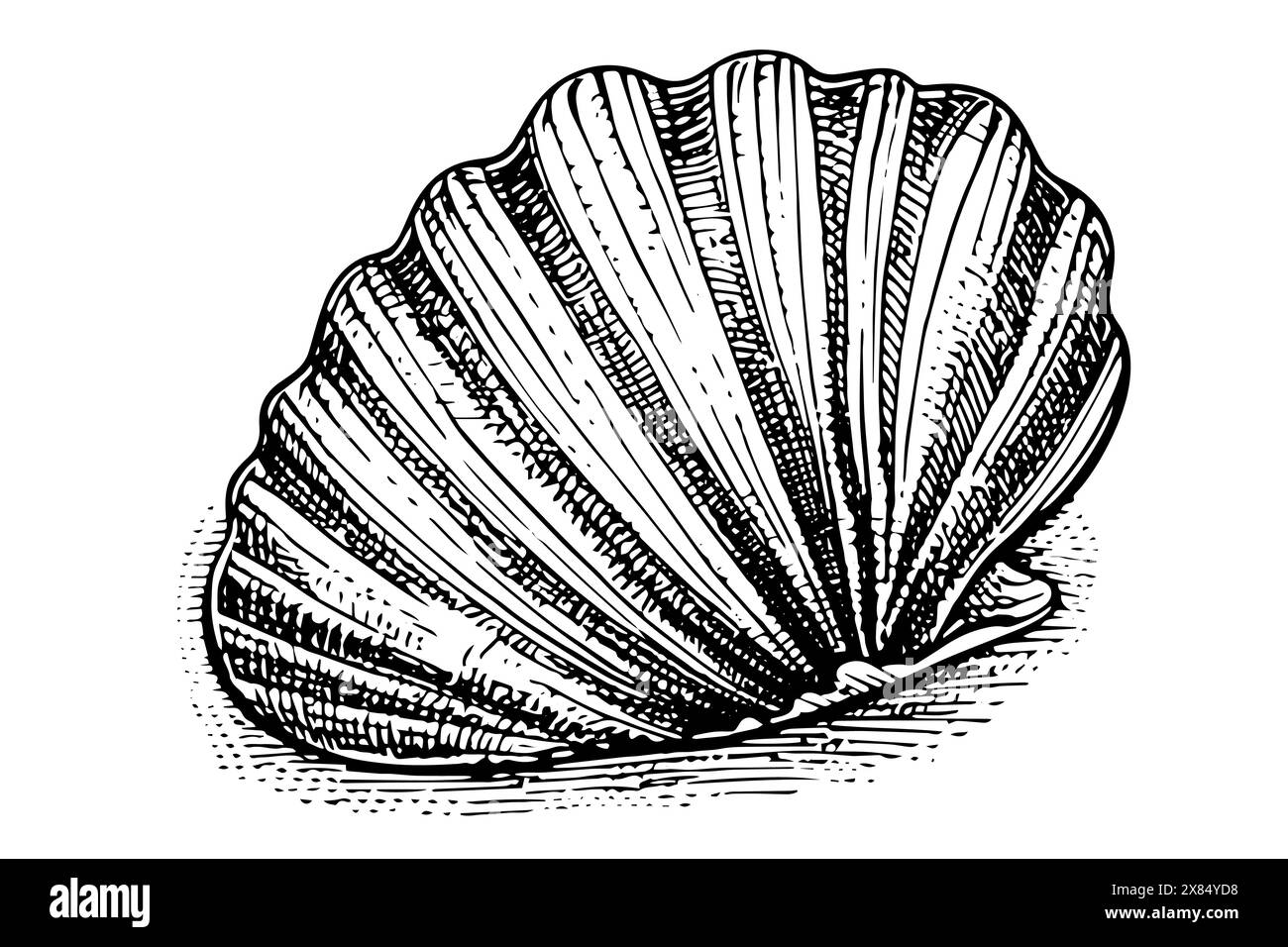 Shell engraved in hand drawn style on white background. Vector sketch ...
