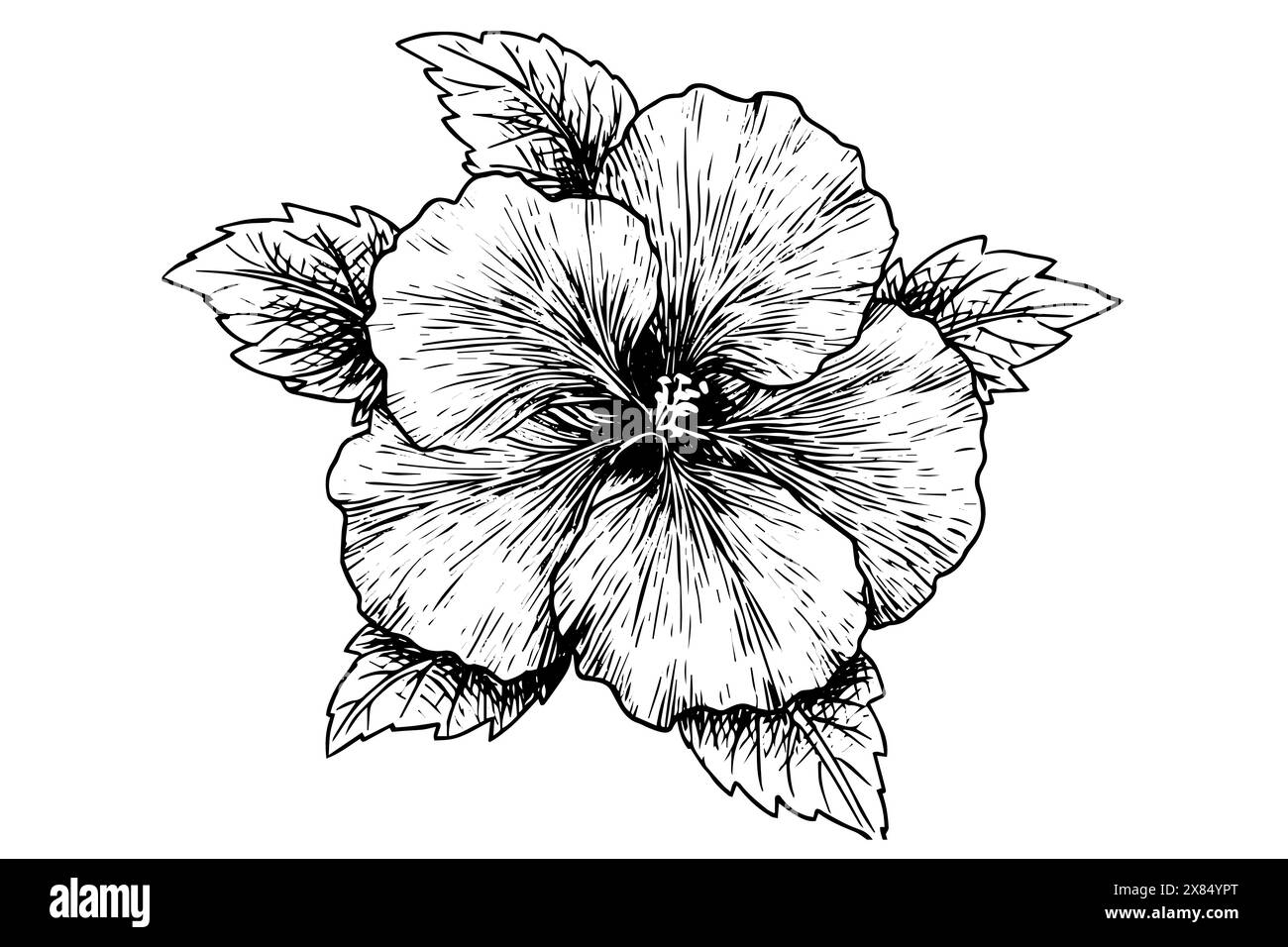 Hibiscus flower hand drawn ink sketch. Engraved style vector ...
