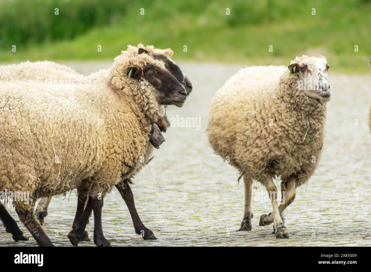 three quiet sheep on a rural cobblestone road Stock Photo - Alamy