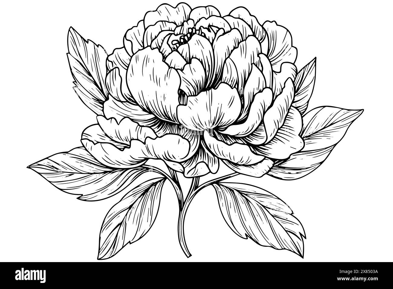 Vintage Floral Vector Collection: Hand-Drawn Roses, Baroque Ornaments ...