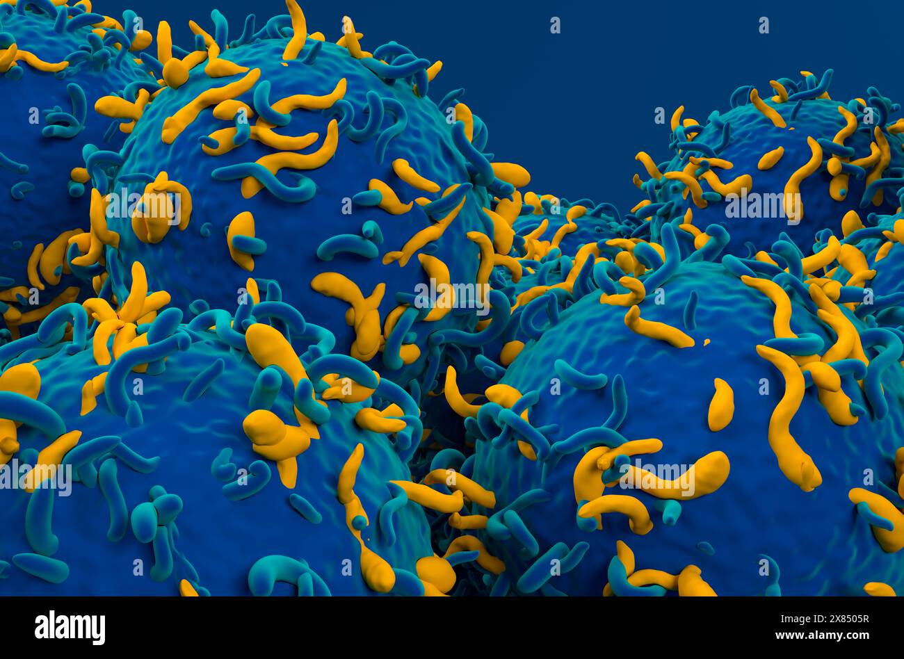 CAR T cells - Closeup view 3d illustration Stock Photo - Alamy