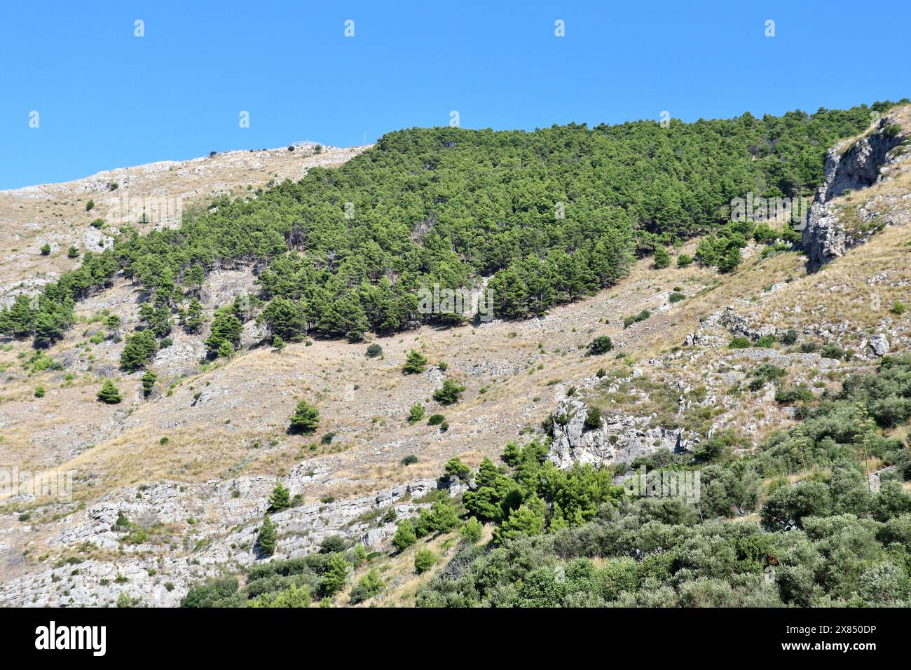 Pineta di san costanzo hi-res stock photography and images - Alamy