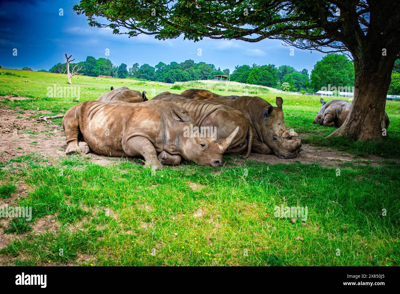 Macro texture of the skin of a rhino Stock Photo - Alamy
