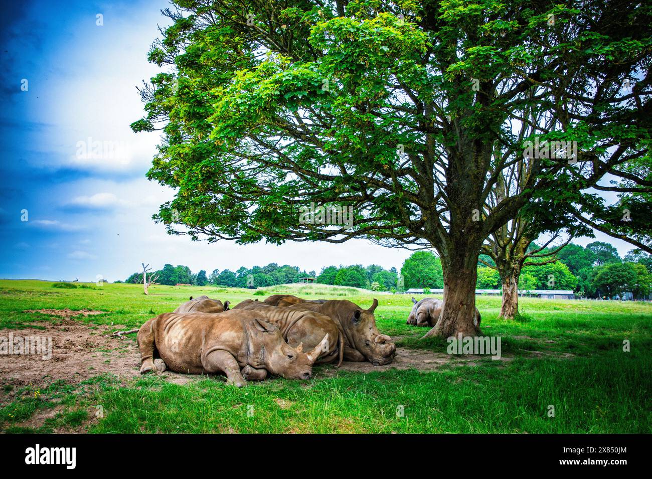 Macro texture of the skin of a rhino Stock Photo - Alamy