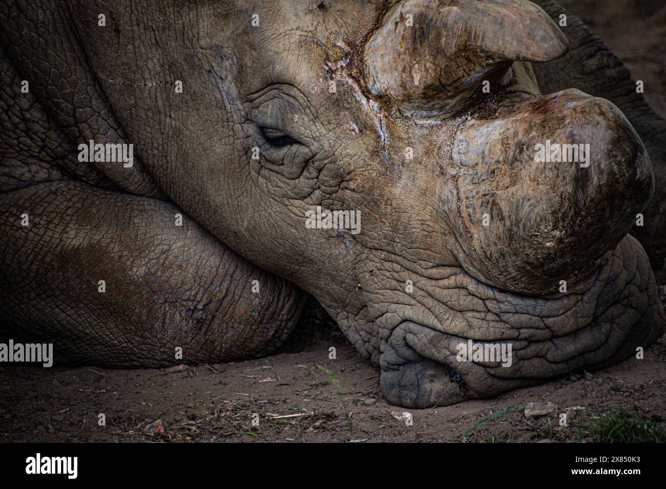 Macro texture of the skin of a rhino Stock Photo - Alamy