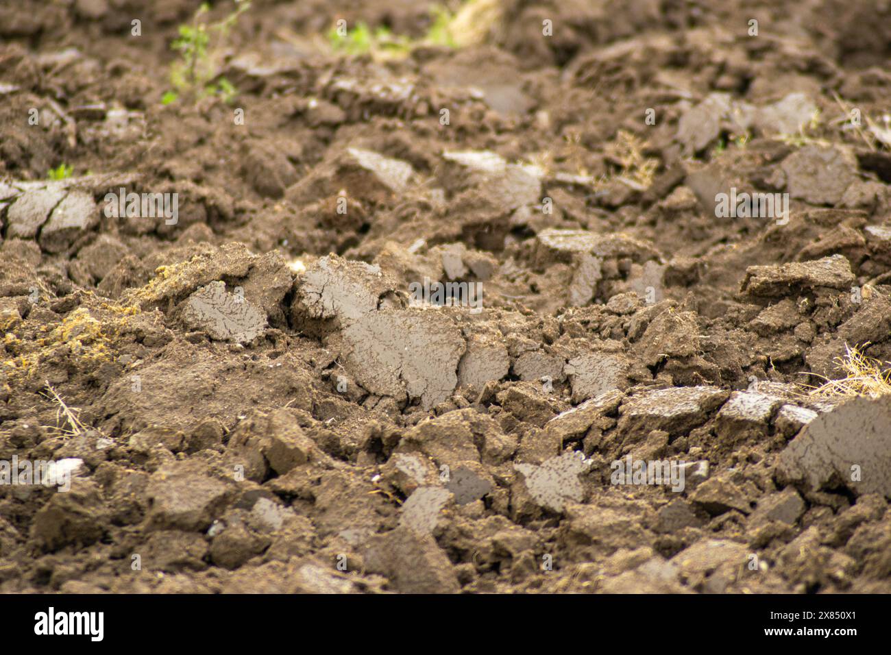 selective focus, detail of fertile soil of an agricultural field ...