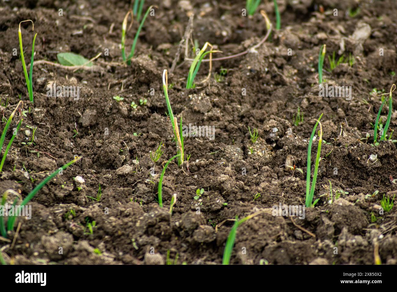 selective focus, detail of onion sprouts in the fertile soil of a ...