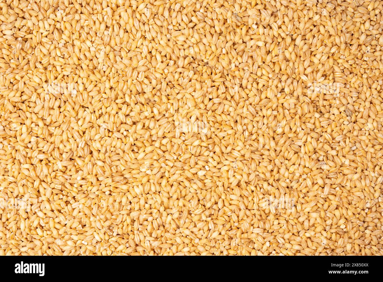 Italy wheat grain hi-res stock photography and images - Alamy