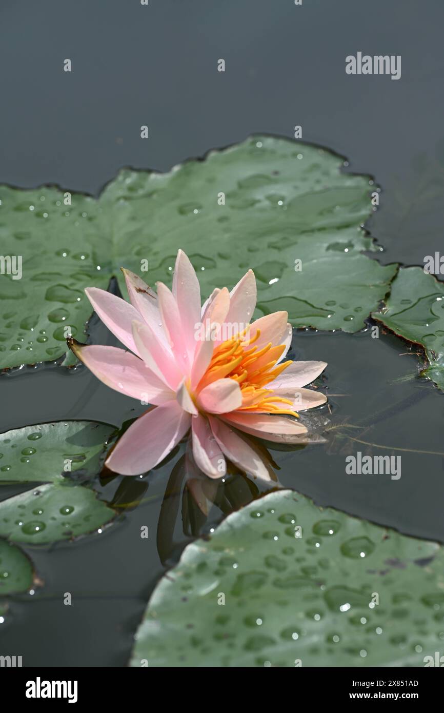 Nanning, China. 23rd May, 2024. The photo is showing water lilies in ...