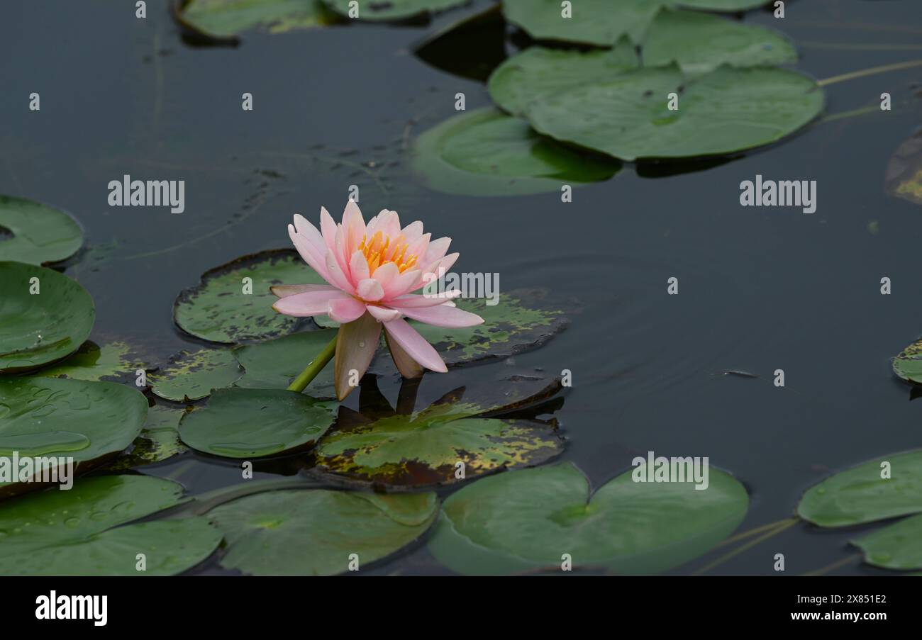 Nanning, China. 23rd May, 2024. The photo is showing water lilies in ...