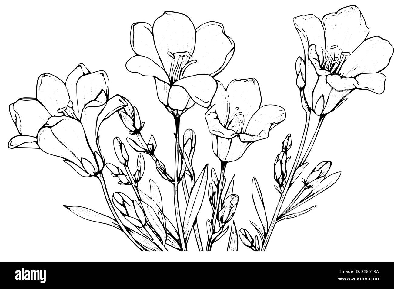 Freesia flower hand drawn ink sketch. Engraved style vector ...