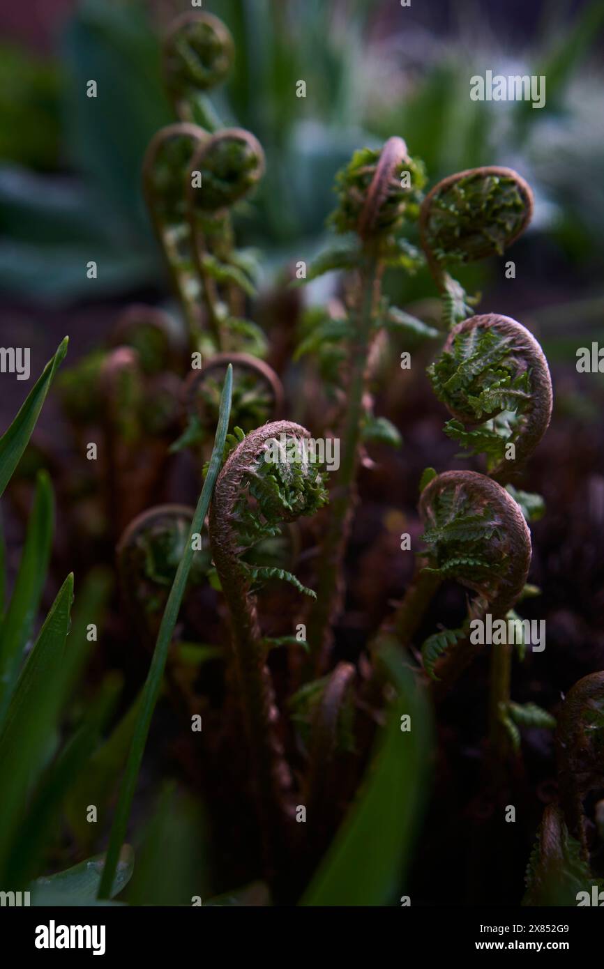 snails of the unfolding fern Stock Photo - Alamy